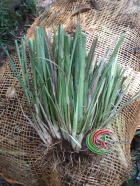 18+ Gambar Akar Tanaman Rumput Jaman Now - Informasi Seputar Tanaman Hias