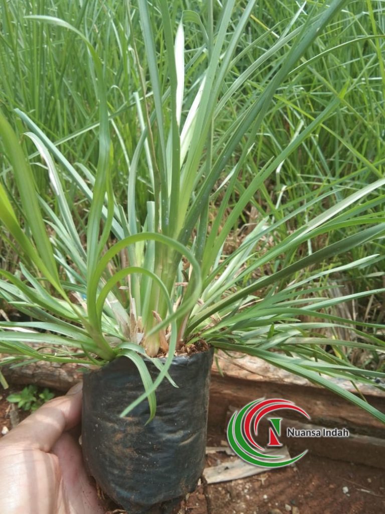 Kategorisasi Dan Morfologi Tanaman Akar Wangi - Akar Wangi